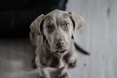 Criptorquidia En Perros ¿qué Es Y Cómo Se Trata