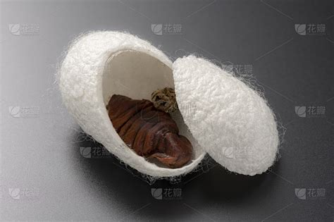 茧里的丝蚕蛾可以散开以获得丝纤维