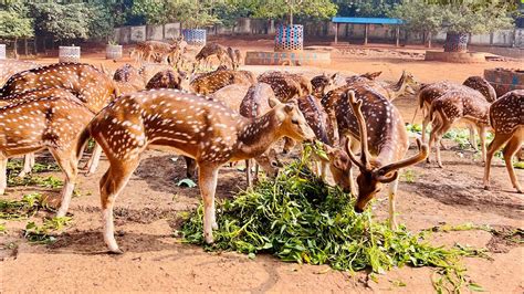 Bangladesh National Zoo বাংলাদেশ জাতীয় চিড়িয়াখানা Youtube