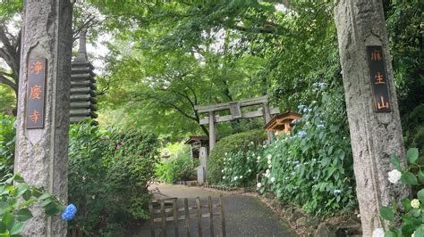 浄慶寺の紫陽花と羅漢像 YouTube