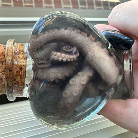 Mini Octopus Tentacle Wet Specimen Heart Bottle Real Taxidermy