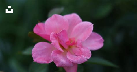 背景に緑の葉を持つピンクの花の写真 Unsplashの花の無料画像