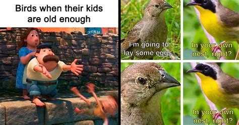 The Birds Meme Damn Bird Meme Ajruz