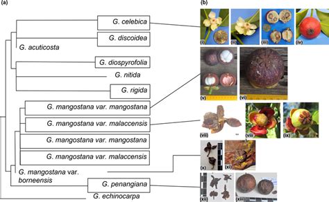 A Schematic Phylogenetic Tree Adapted From Figure 53 In