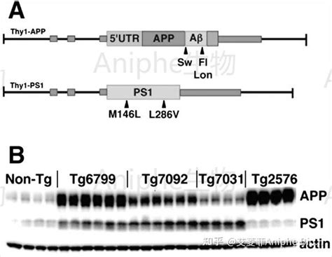 干货5×fad转基因小鼠，脑体积、淀粉样蛋白沉积、胶质增生等表现特征你想知道都在这里！ 知乎