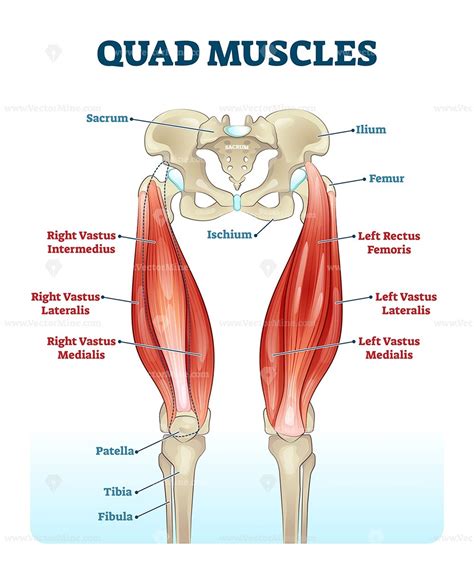 Quadriceps Diagram