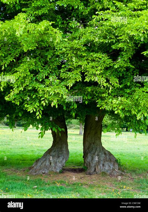 Split In Middle Hi Res Stock Photography And Images Alamy