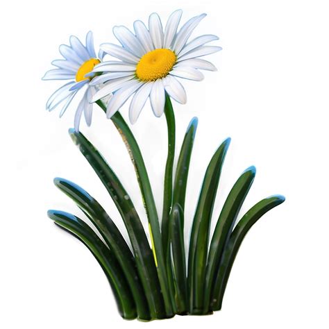 Download Daisy Graphic Png Wxy