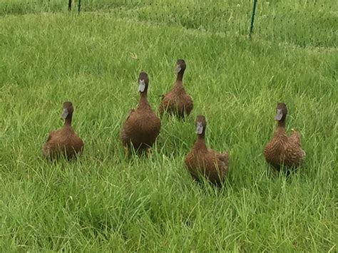 Khaki Campbell Ducks Male Or Female Page 2 Backyard Chickens
