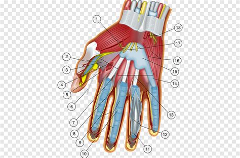 Анатомия на китката на ръцете Карпални кости Finger Anatomy S