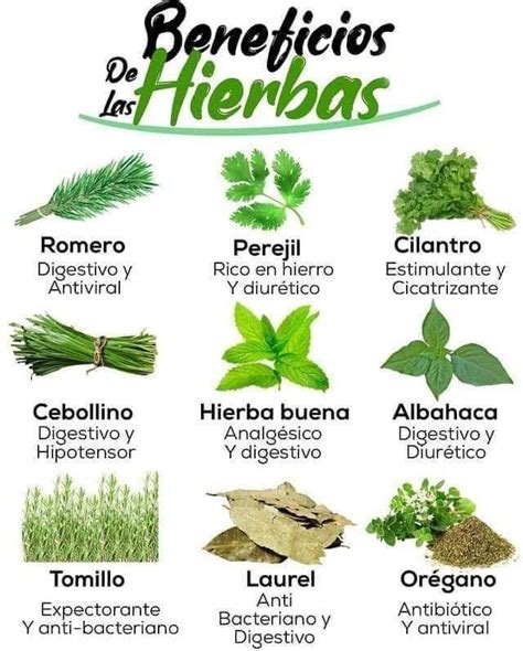 Pin De Barbara Jl En Ideas Para Cocinar En 2024 Hierbas Curativas