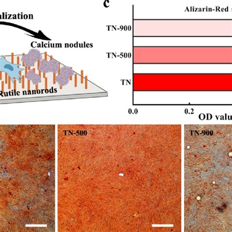 A Schematic Illustration Of Hmsc Mineralization On Rutile Tio 2