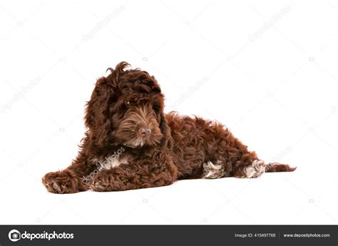 Cockapoo Chocolate Brown