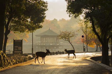 奈良公園の朝 GANREF