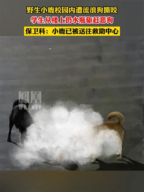 野生小鹿校园内遭流浪狗撕咬凤凰网视频凤凰网