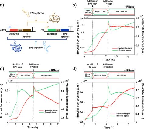 Bistability Of Rna Based Toggle Switch A Both Rna Circuits Presented