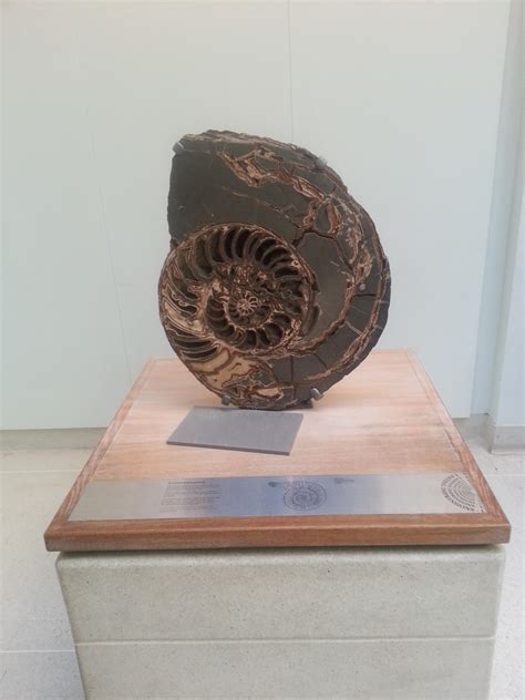 The Helix Fossil Has Been Found Imgur