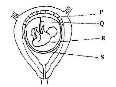 Fully Labeled Diagram Of Fetus Developing In The Uterus