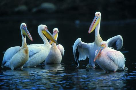Hardap Game Reserve Namibia Wild Safari Guide