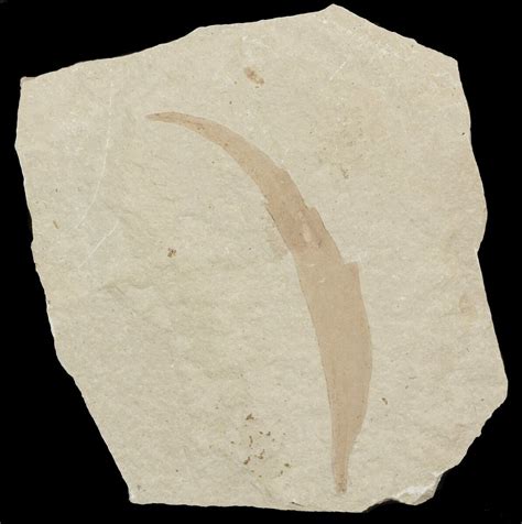 Fossils Fossils Leaf Green