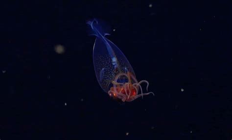 First Ever Footage Captured Of A Colossal Squid In The Deep — A Century