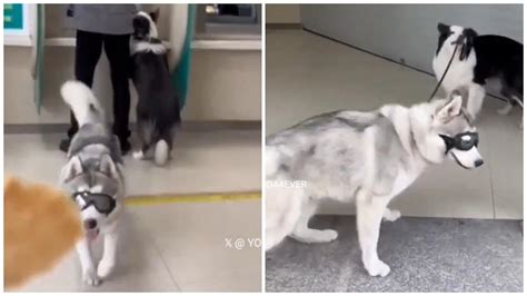 哈士奇and邊境牧羊犬 娛樂中心／曾郁雅報導許多寵物都擁有自己的「小脾氣」，近日就有 Fanclub