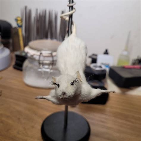 Taxidermy Pole Dancing Stripper Mouse Unusual Oddities Homeware Gothic