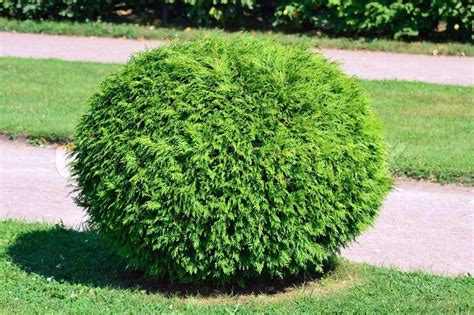Bushes Google Search Bushes Shrubs And Plants Pinterest Shrub