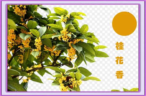 香气芬芳png图片素材下载图片编号qmrparva 免抠素材网