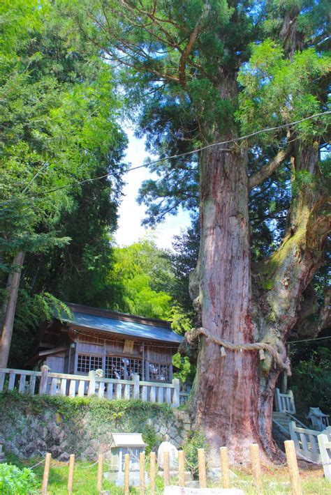 Tree Trunk Japan Plants Design Plant Japanese Planets