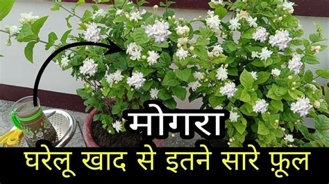 Jasmine Mogra Fertilizer For Heavy Flowering Youtube