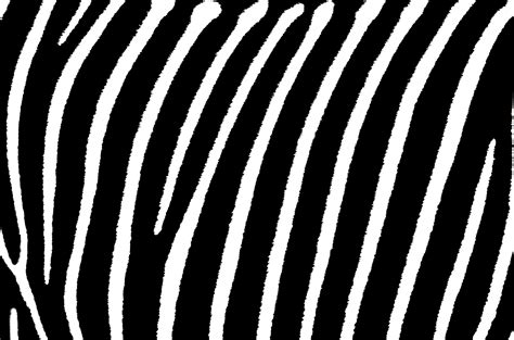 Zebra Stripes Striped Zebra Stripes Background Free Image From