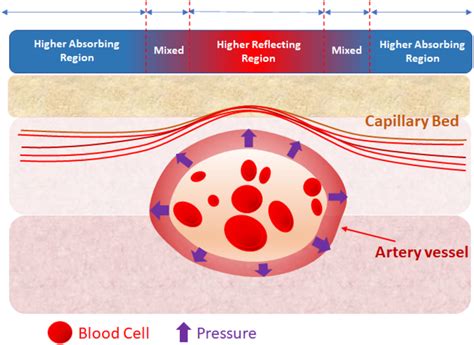 Effect Of Artery On The Formation Of A Ppg Pulse Download Scientific Diagram