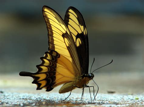 Papilio Astyalus Photo Foter