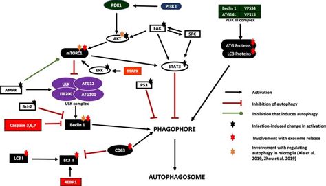 Protein Signaling Networks Regulating Autophagy Main Signaling