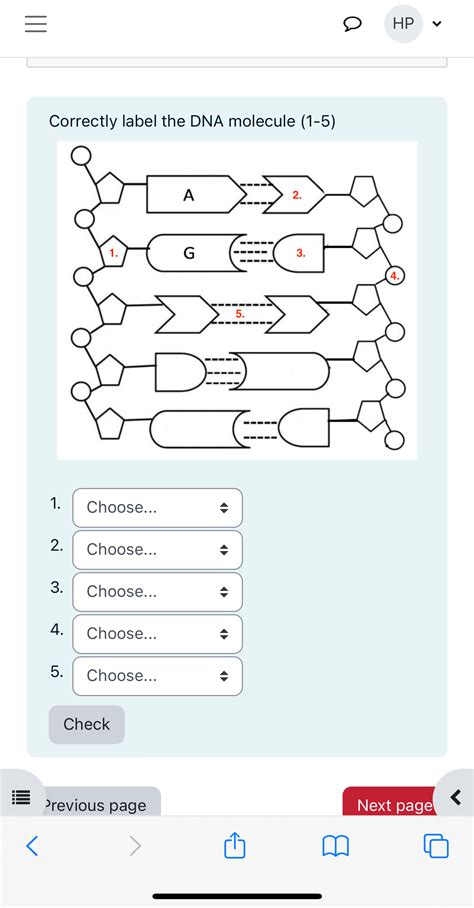solved correctly label the dna molecule