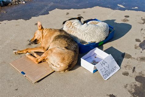 Perros Callejeros Durmiendo En El Suelo 2023
