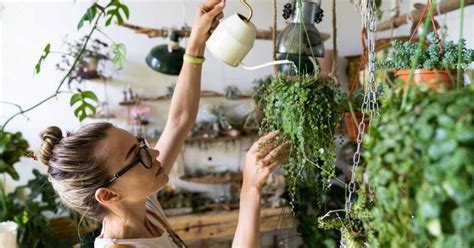 Cara Merawat Tanaman Hias Gantung Supaya Tetap Indah Blibli Friends