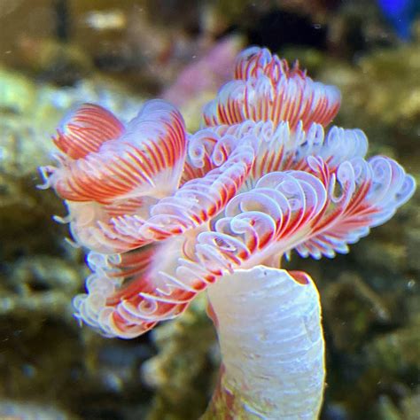 Coco Worm Protula Bispiralis The Reef Experience