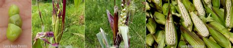 Los Parientes Silvestres De Cultivos Mexicanos Biodiversidad Mexicana