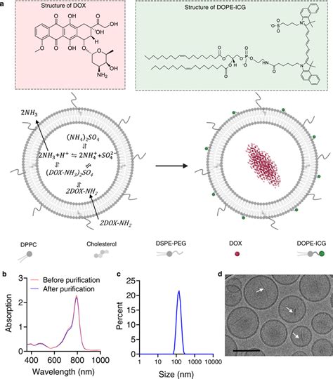 Preparation And Characterization Of Liposomal Icgdox Lid A Schematic Download Scientific