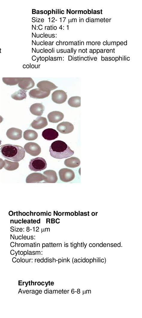 Developmental Characteristics Of Erythrocytes Download Scientific Diagram
