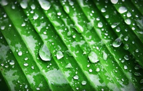 Vital Signs Of Overwatering Underwatering Banana Plant