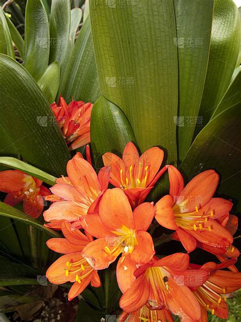 克利维亚迷你塔