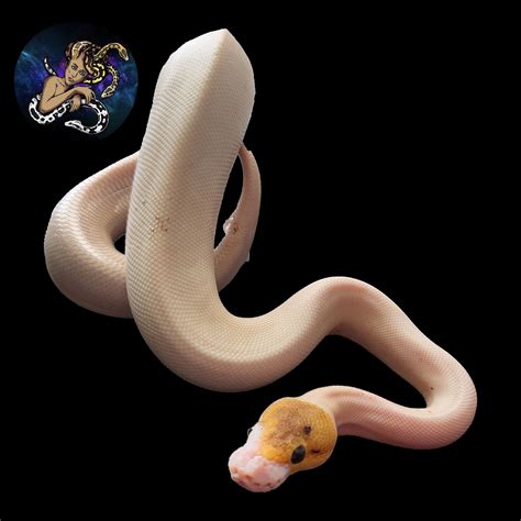 Spied Het Albino Female Ball Python By Ms Understood Exotics Morphmarket