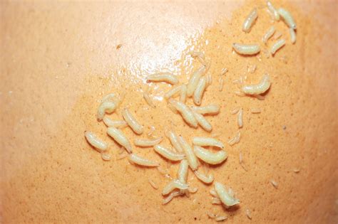 Yes Maggots Could Potentially Hatch And Grow In Your Vagina But This