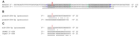 MiR 204 Sequence Processing And Target Sites A Sequence Alignment Of