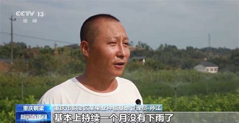 连续11天高温红色预警！重庆多措并举保障农业生产抗旱地区铜梁