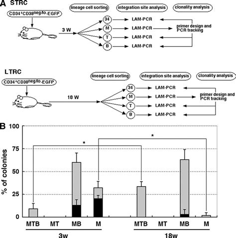 Quiescent Human Hematopoietic Stem Cells In The Bone Marrow Niches