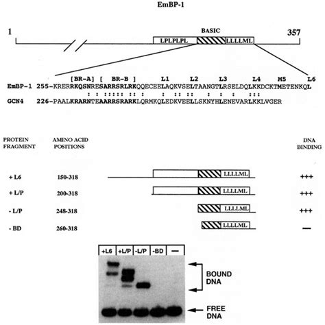 Pdf Molecular Characterization Of The Dna Binding And Dimerization Domains Of The Bzip